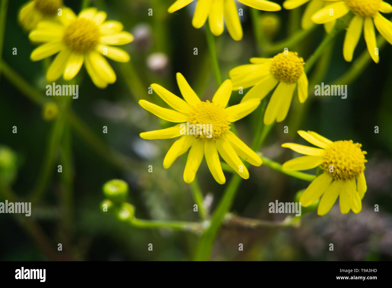 Wild plants and spring flowers Stock Photo - Alamy