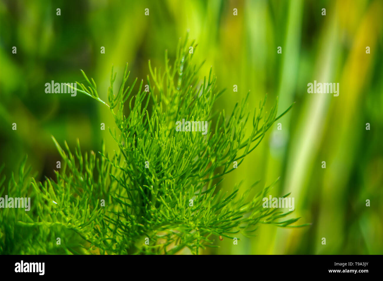 Wild plants and spring flowers Stock Photo - Alamy