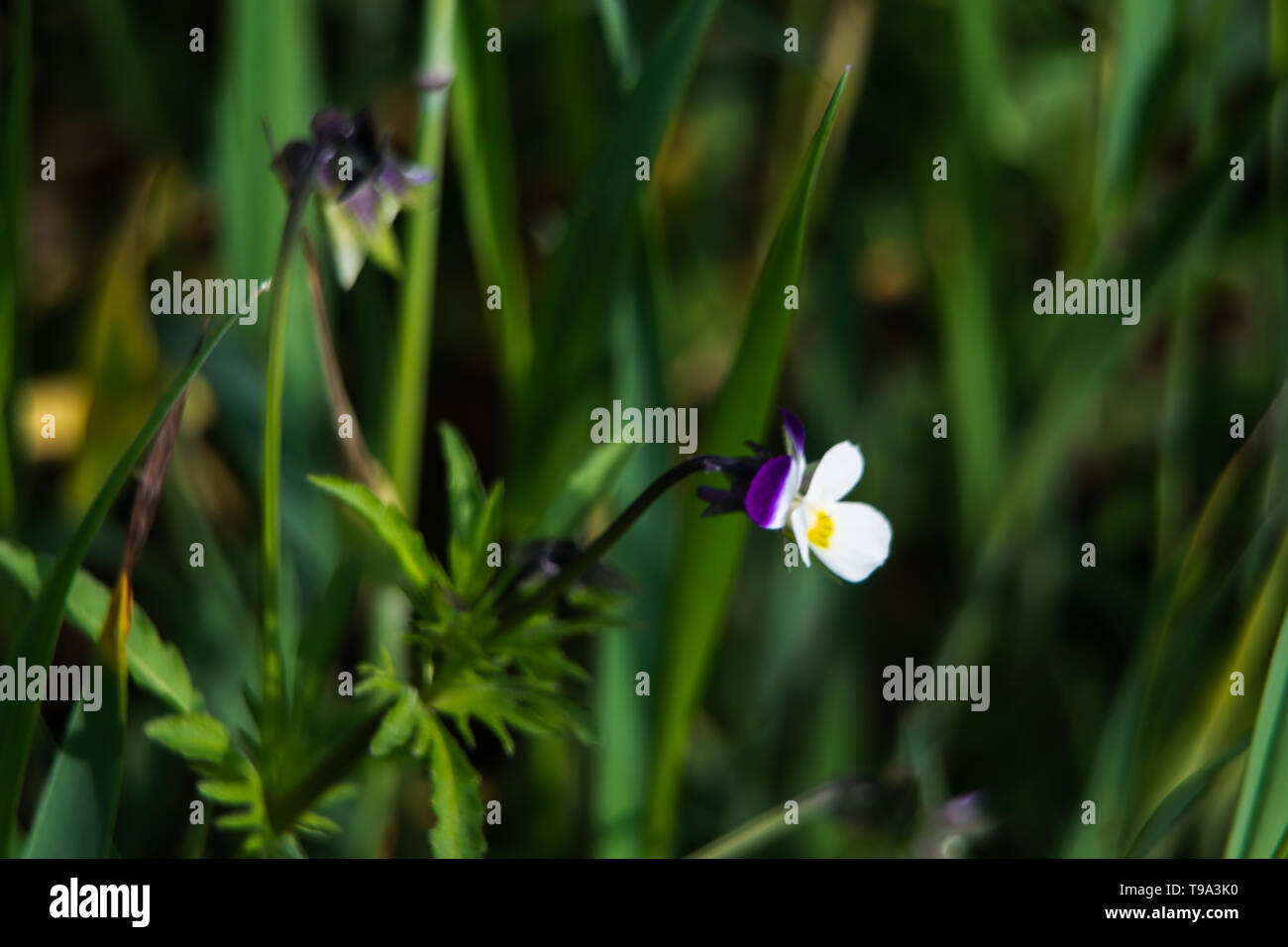 Wild plants and spring flowers Stock Photo - Alamy