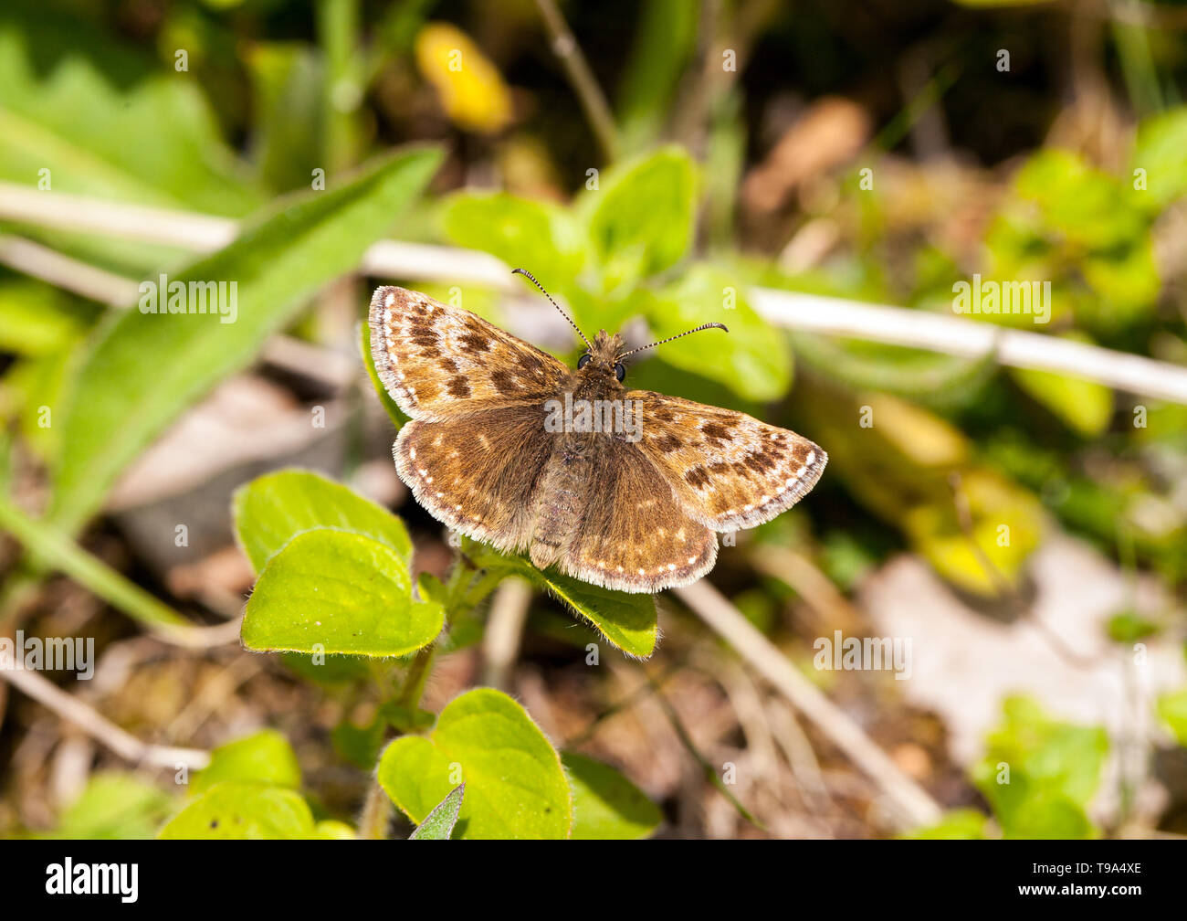 Dingy Skipper Erynnis tages butterfly at the Llanymynech rocks nature ...