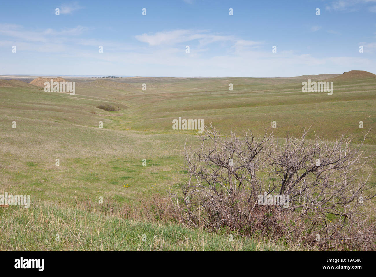 Grassy fields on the Prairie in Montana Stock Photo - Alamy