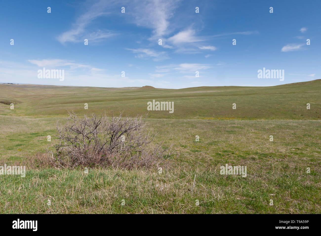 Grassy fields on the Prairie in Montana Stock Photo - Alamy
