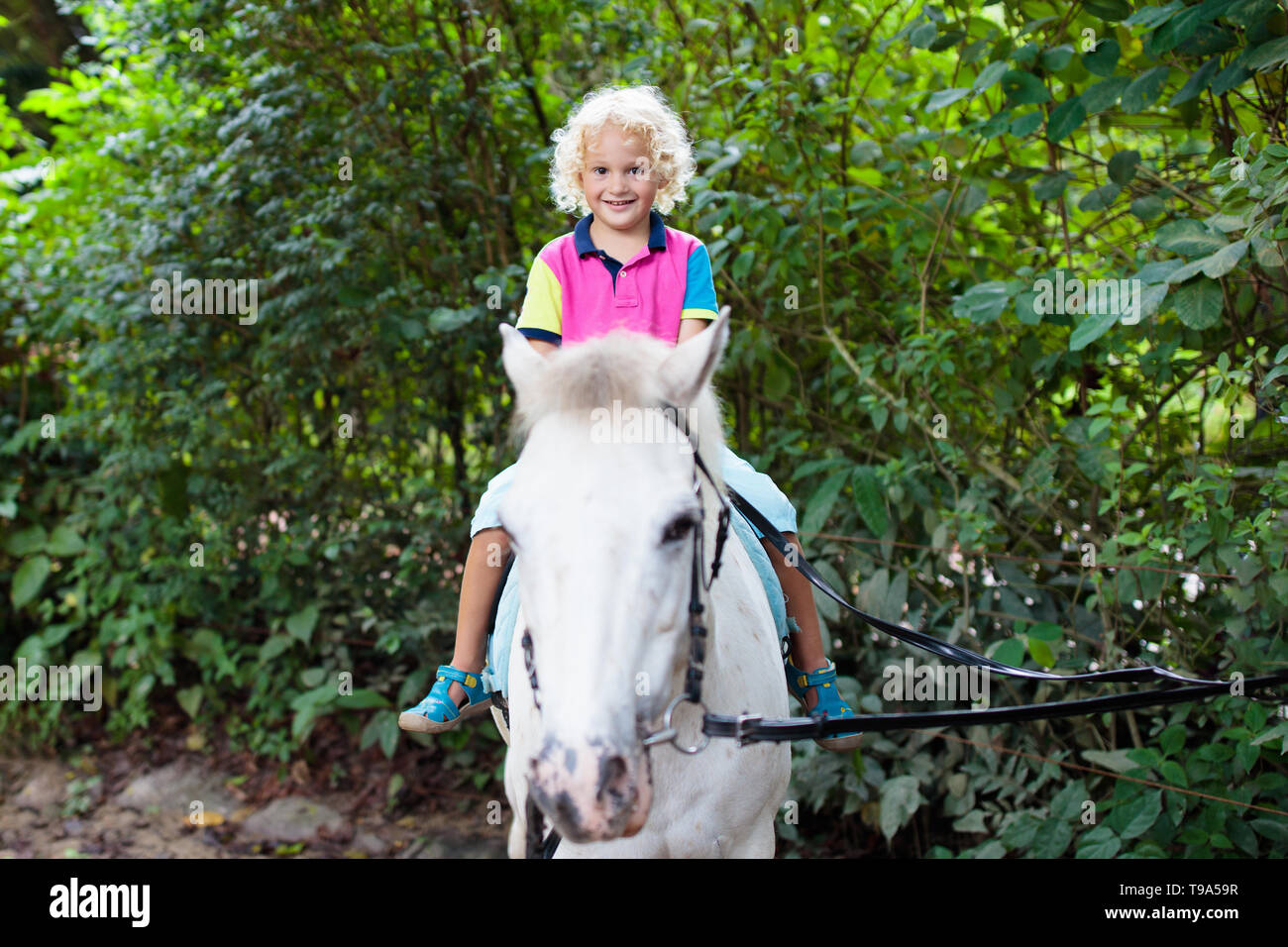 Little boy riding horse on summer vacation in country ranch. Kids learn ...