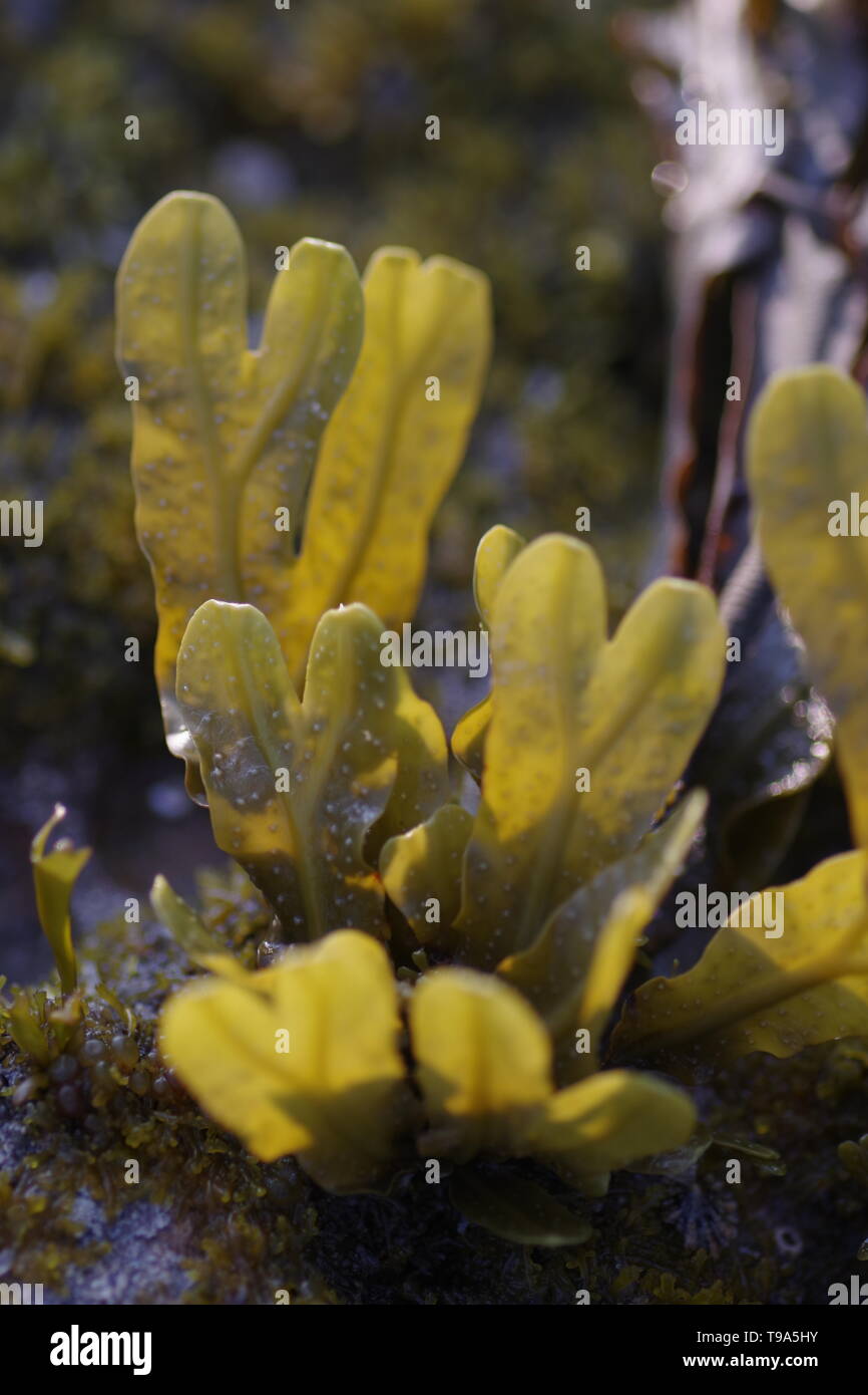 Rockpool seaweed bladderwrack hi-res stock photography and images - Alamy