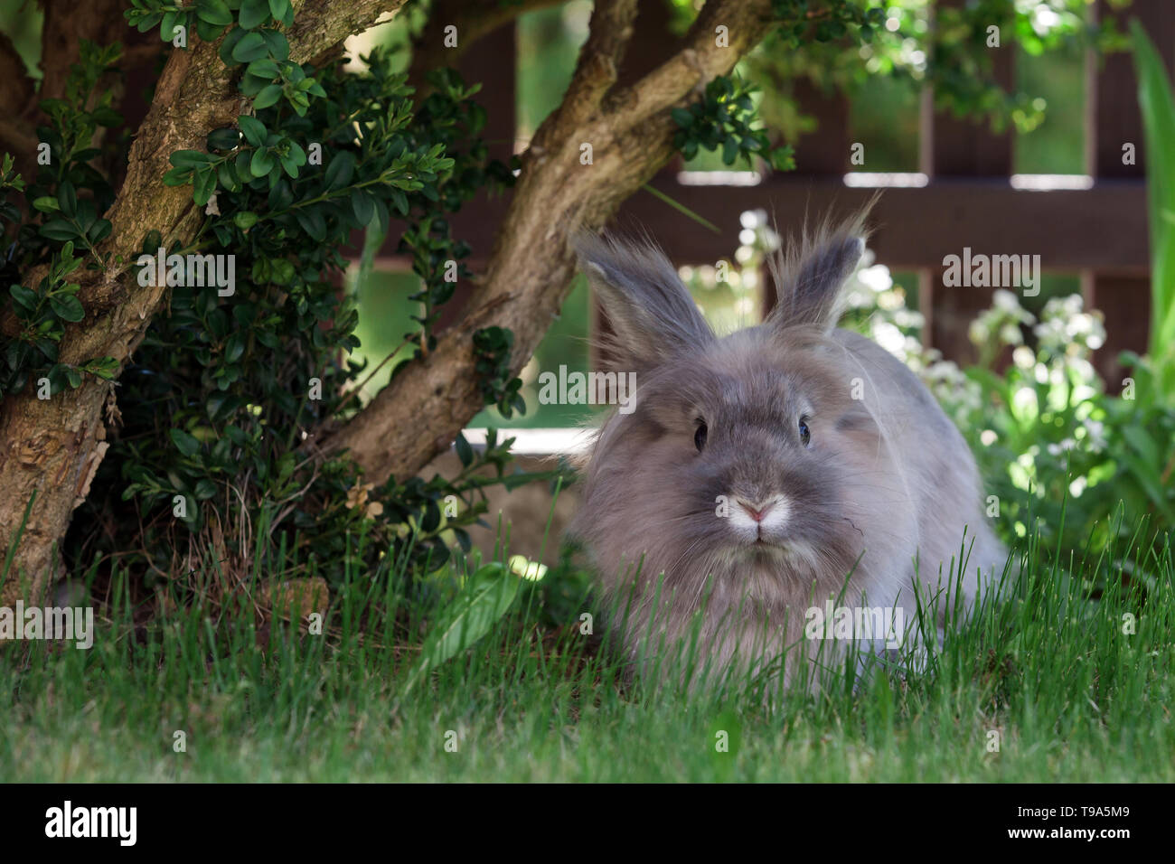 Funny hair rabbit long hi-res stock photography and images - Alamy