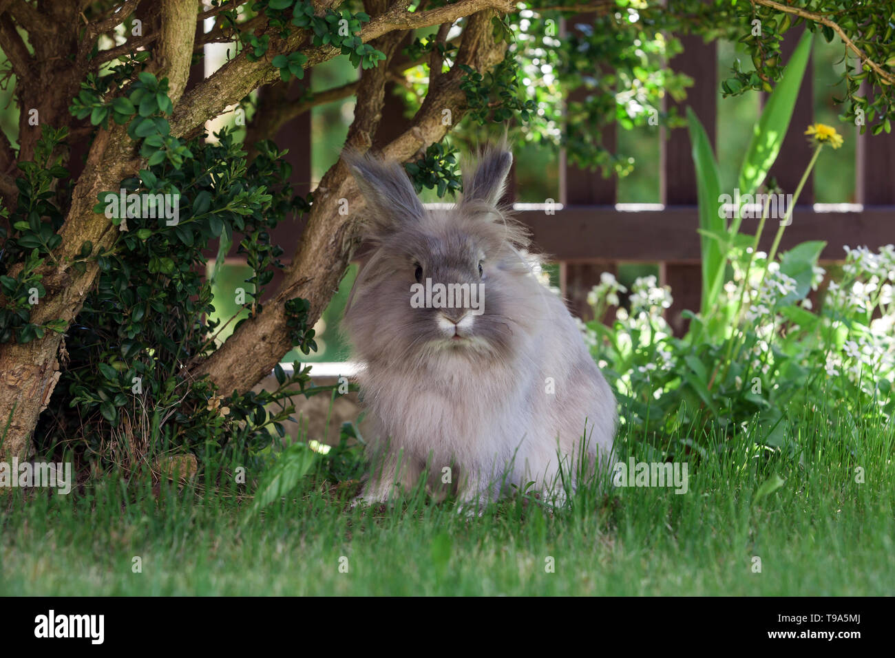 Funny hair rabbit long hi-res stock photography and images - Alamy