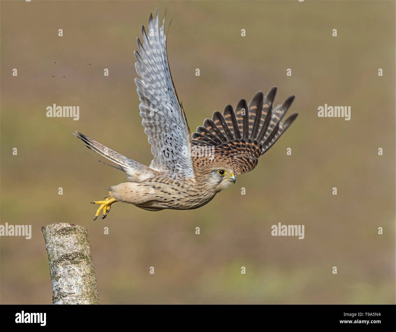 Female kestrel captured just after it left its regular look hi-res ...