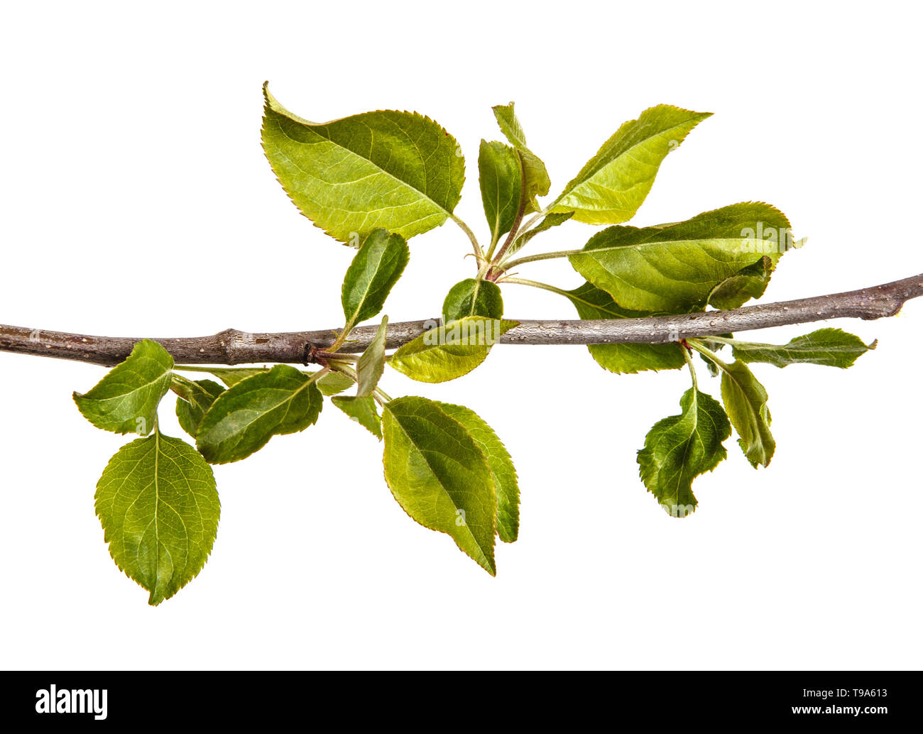 Branch of an apple tree with young green leaves. Isolated on white ...