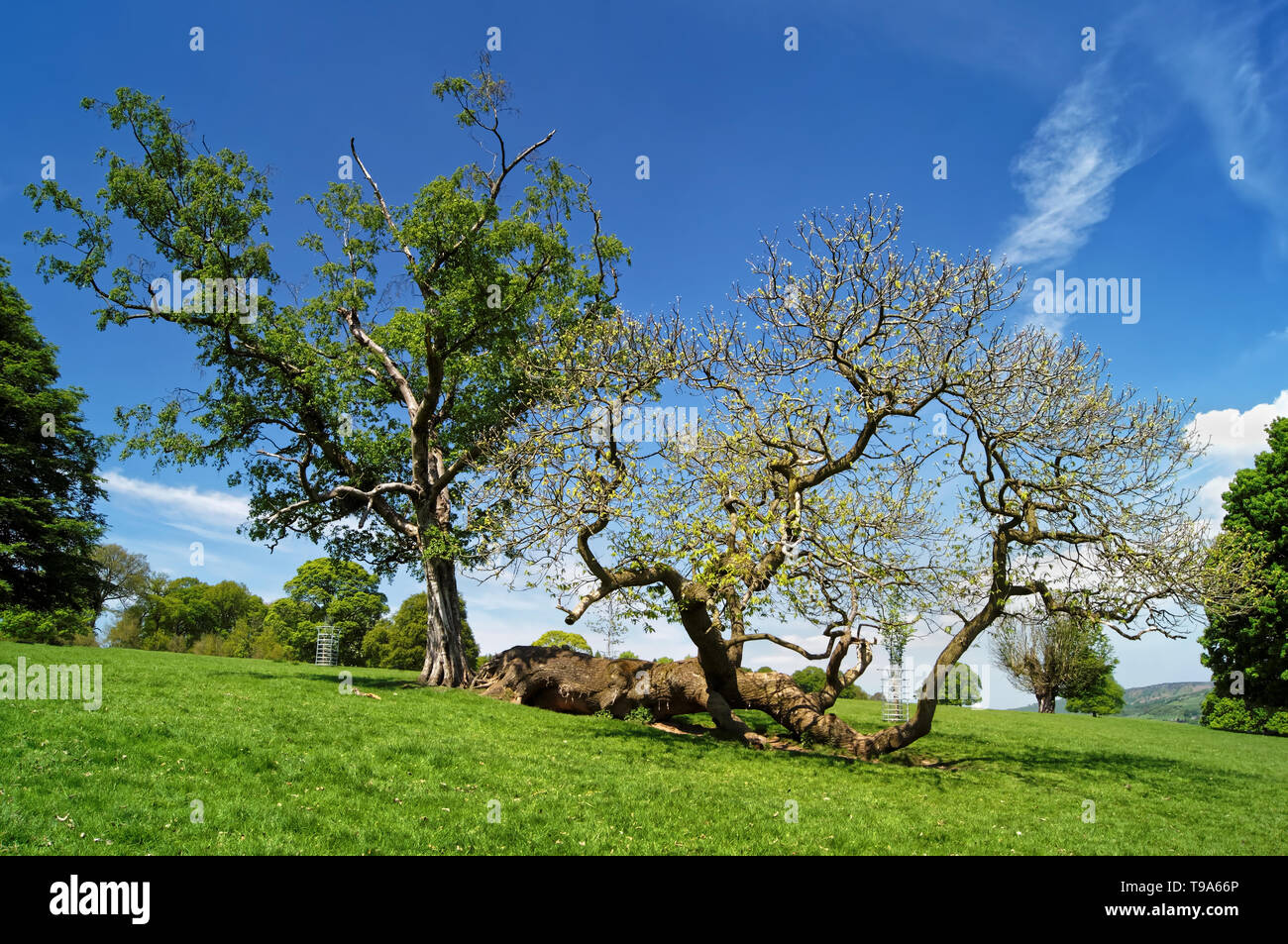 Chatsworth park trees hi-res stock photography and images - Alamy