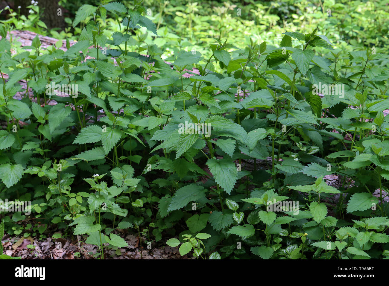 Thickets of stinging nettle in the spring forest Stock Photo - Alamy