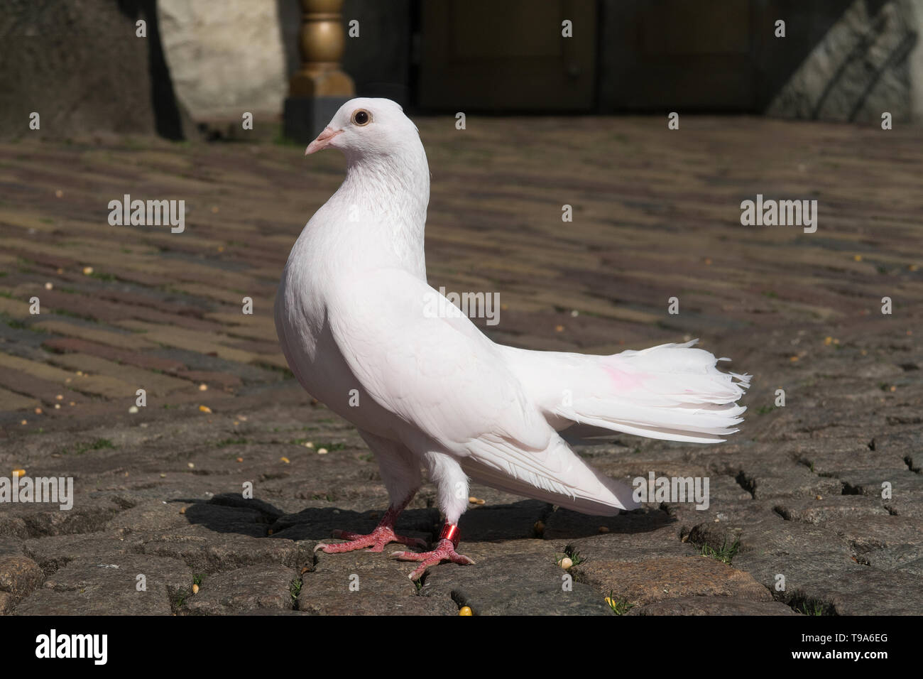 White pigeon side view hi-res stock photography and images - Alamy