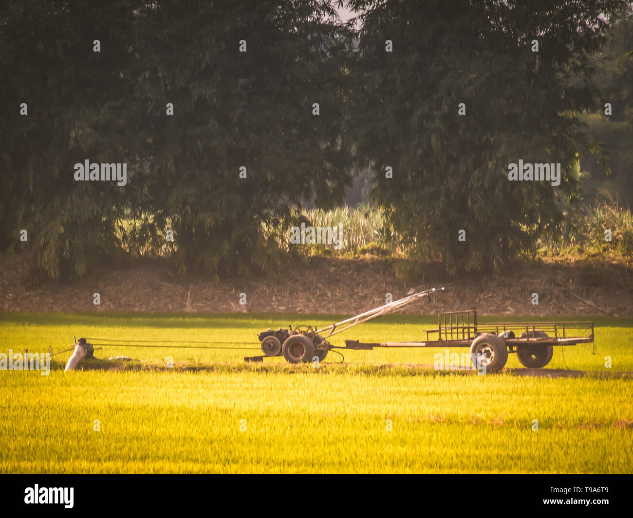 Vintage tractor in field.Yellow fresh bright toned tractors on harvest ...