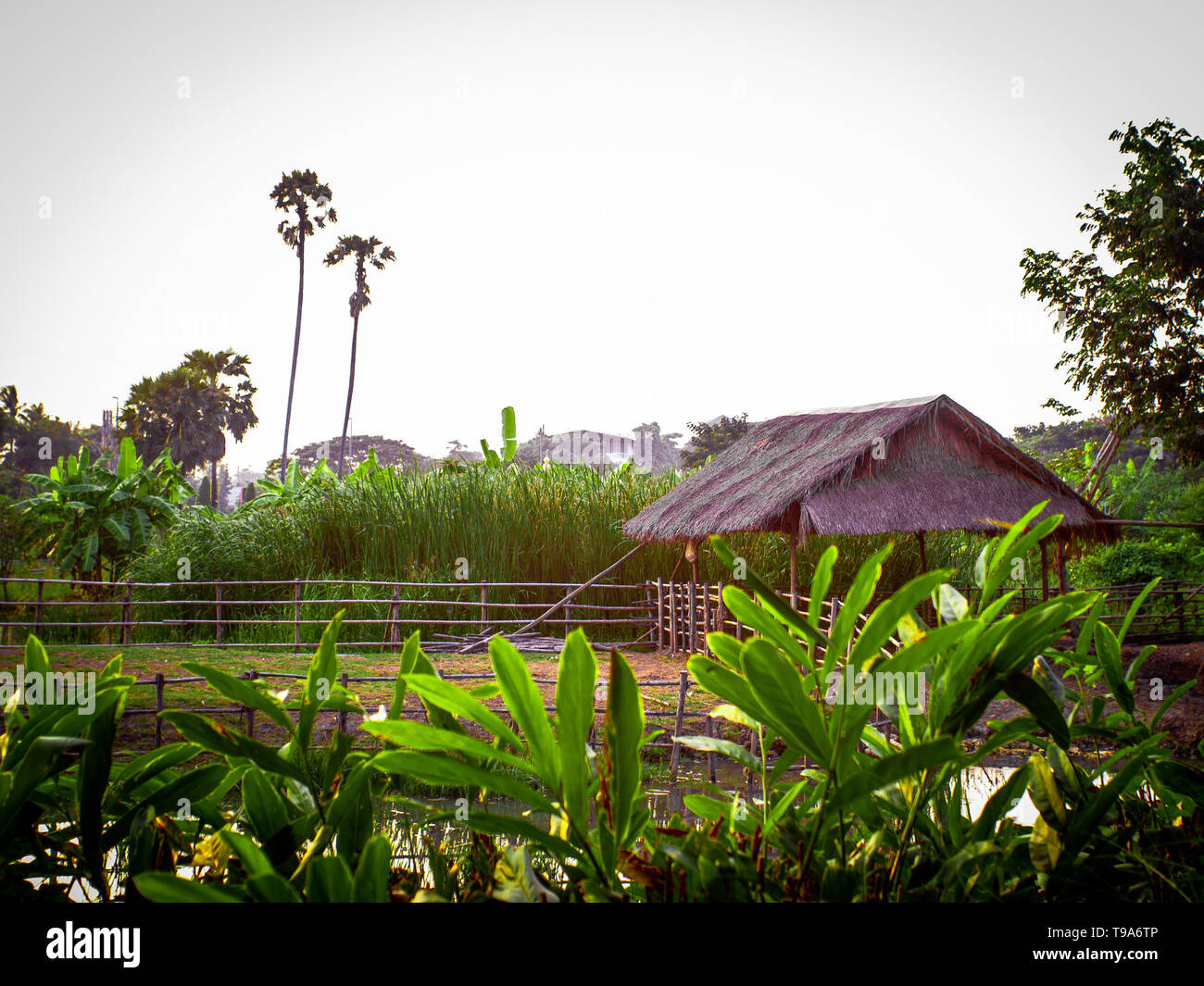 Old lifestyle cottages in Asian countryside In green fields clear sky ...
