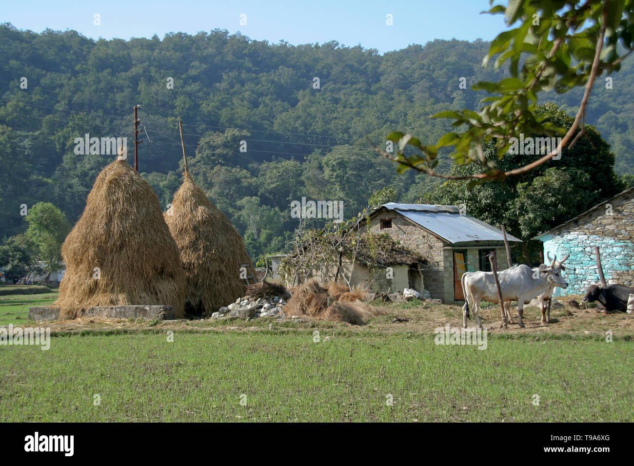 Scene of typical Indian village with hay stalk towers, house and cattle ...