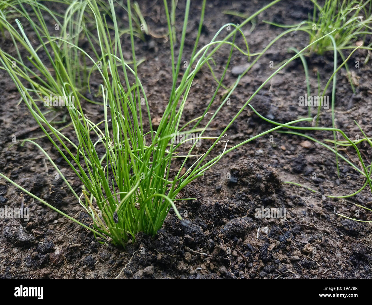 Chive sprouts: some emerge from the ground, others move following the ...