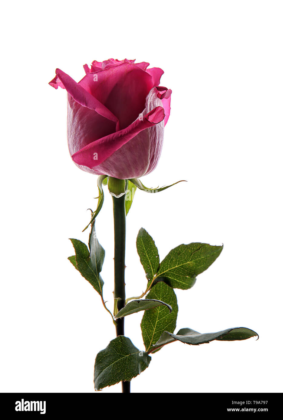 Beautiful rose on white background Stock Photo - Alamy