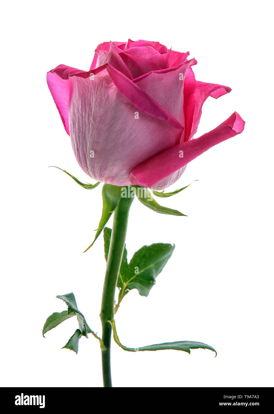 Beautiful rose on white background Stock Photo - Alamy