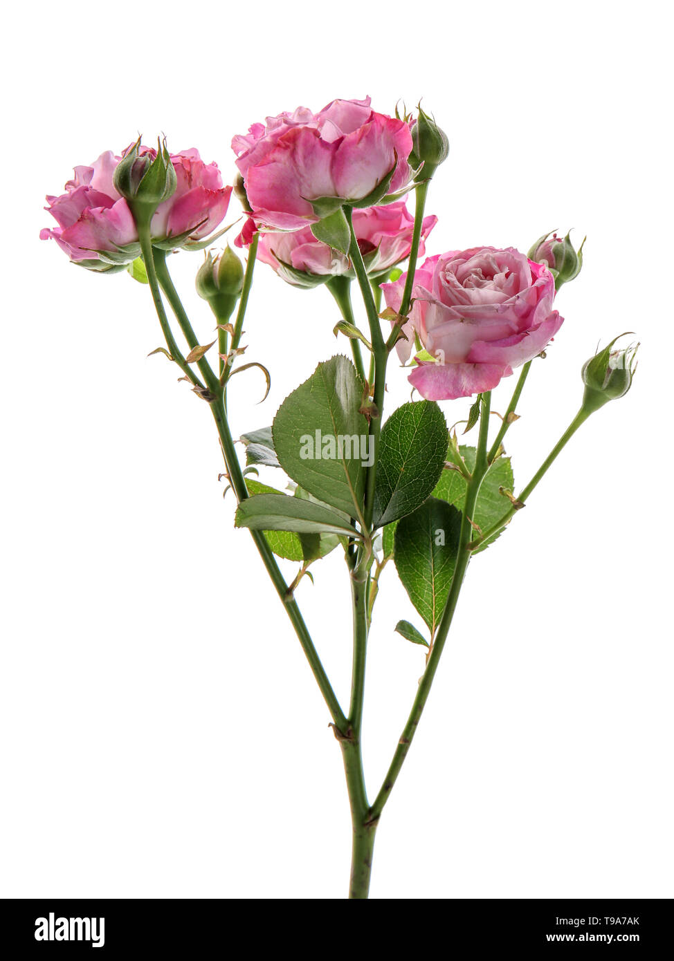 Beautiful fresh roses on white background Stock Photo - Alamy