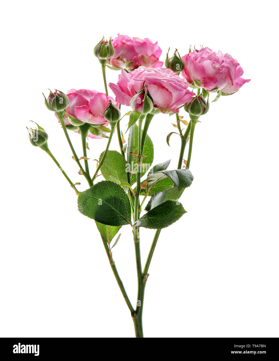 Beautiful fresh roses on white background Stock Photo - Alamy