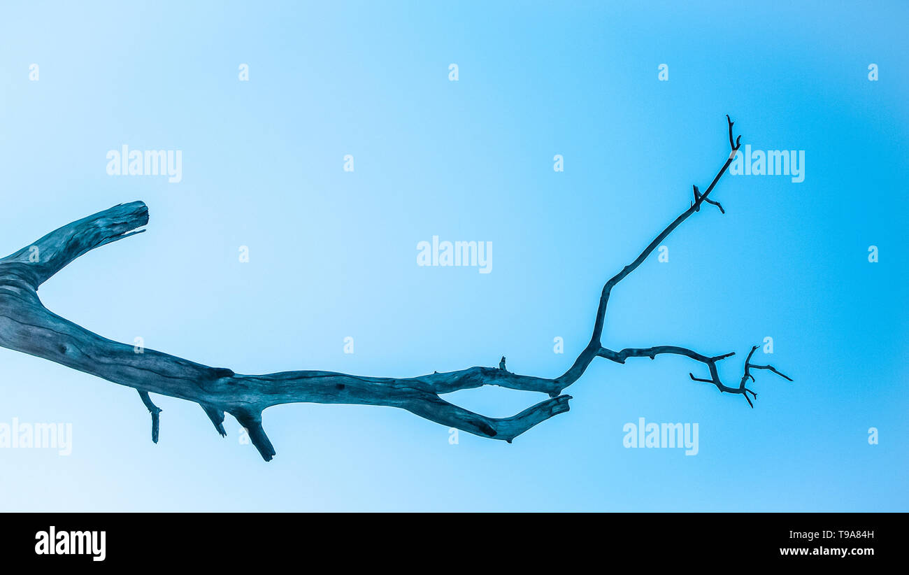 Dead tree. Dried tree. Concept loneliness, freedom. holiday. alone ...