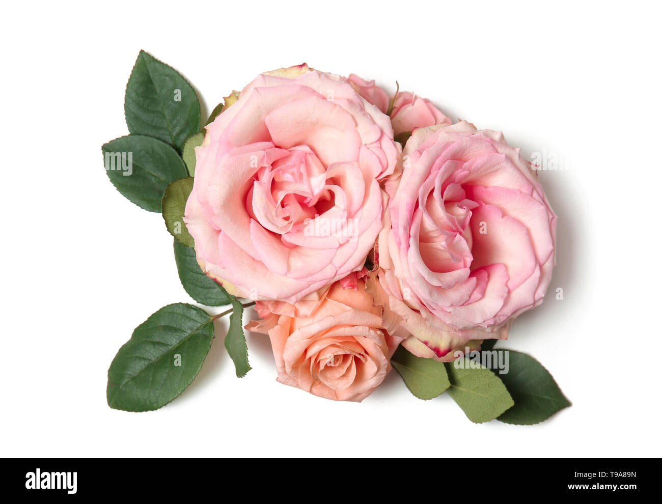 Beautiful pink roses on white background Stock Photo - Alamy