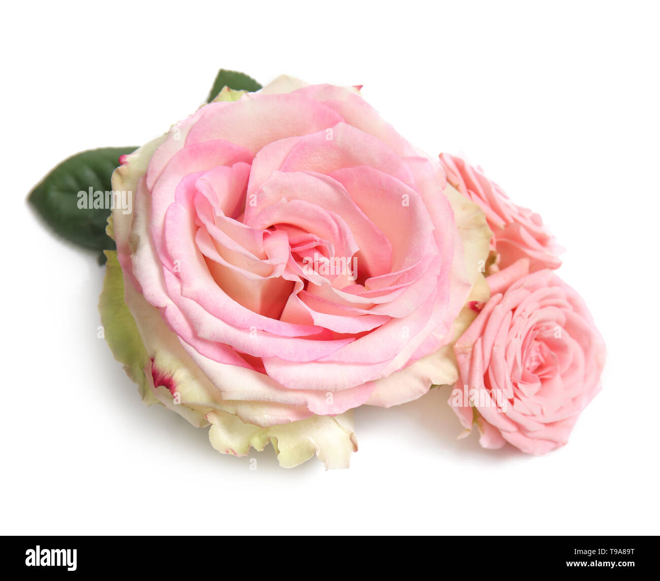 Beautiful pink roses on white background Stock Photo - Alamy