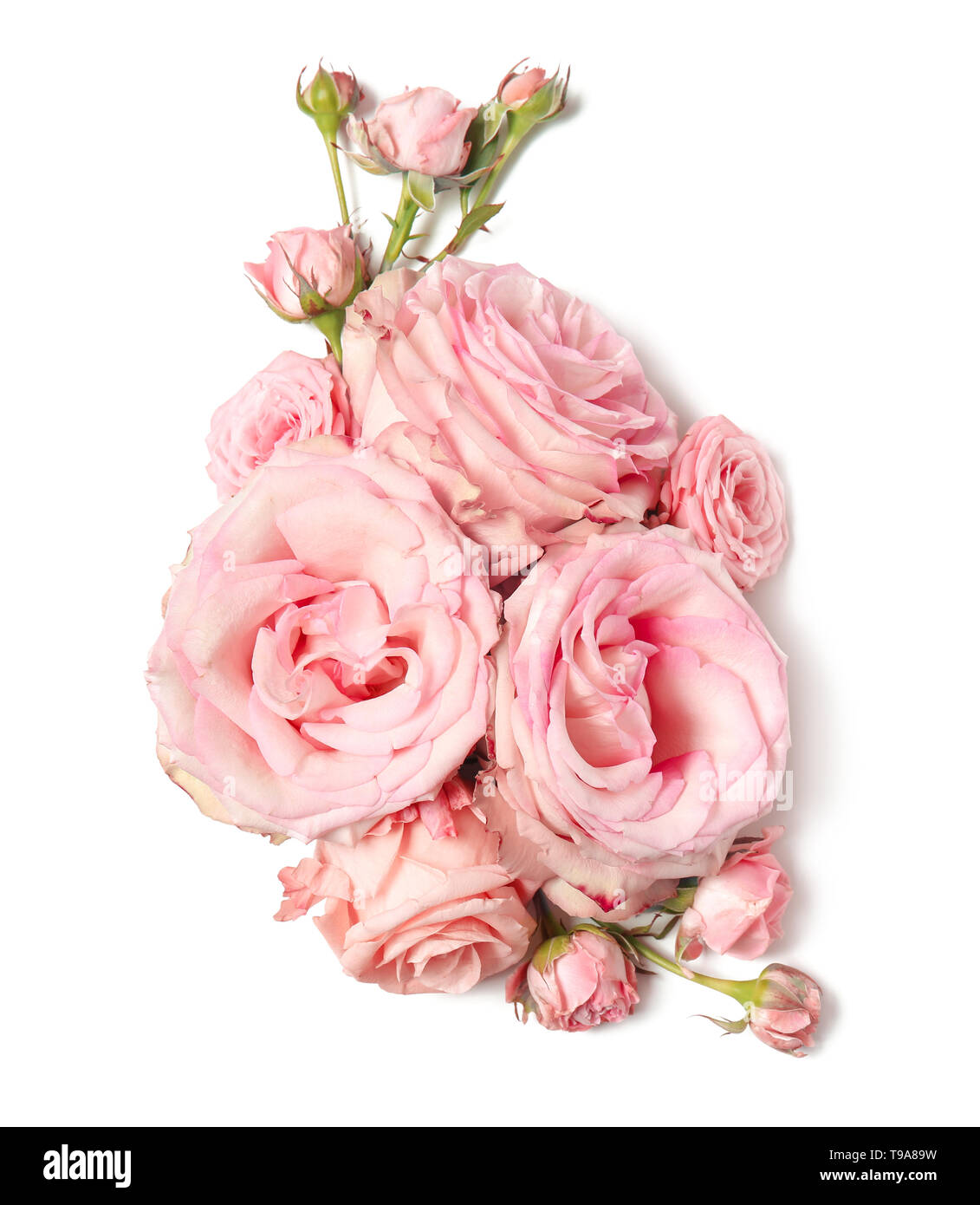 Beautiful pink roses on white background Stock Photo - Alamy