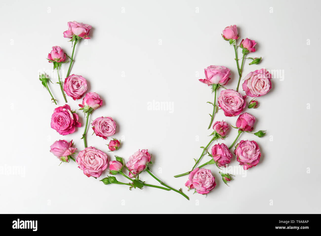 Beautiful pink roses on white background Stock Photo - Alamy
