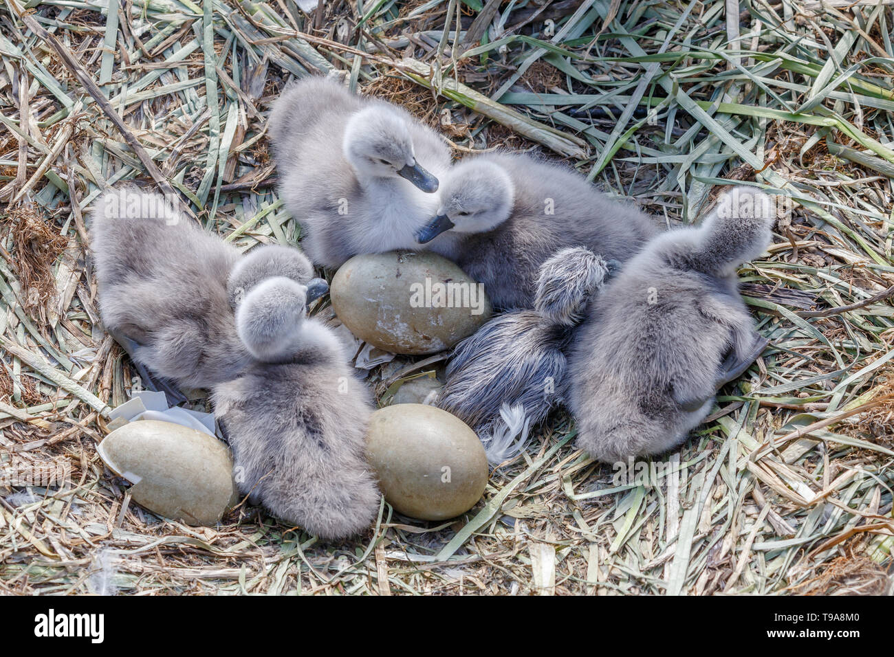 Cygnet siblings hi-res stock photography and images - Alamy