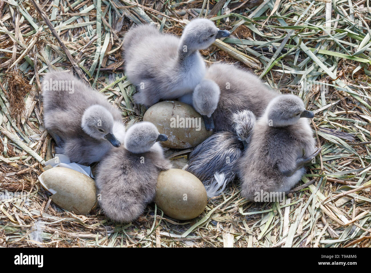 Newly hatched mute swan cygnets on a nest with unhatched eggs Stock Photo - Alamy