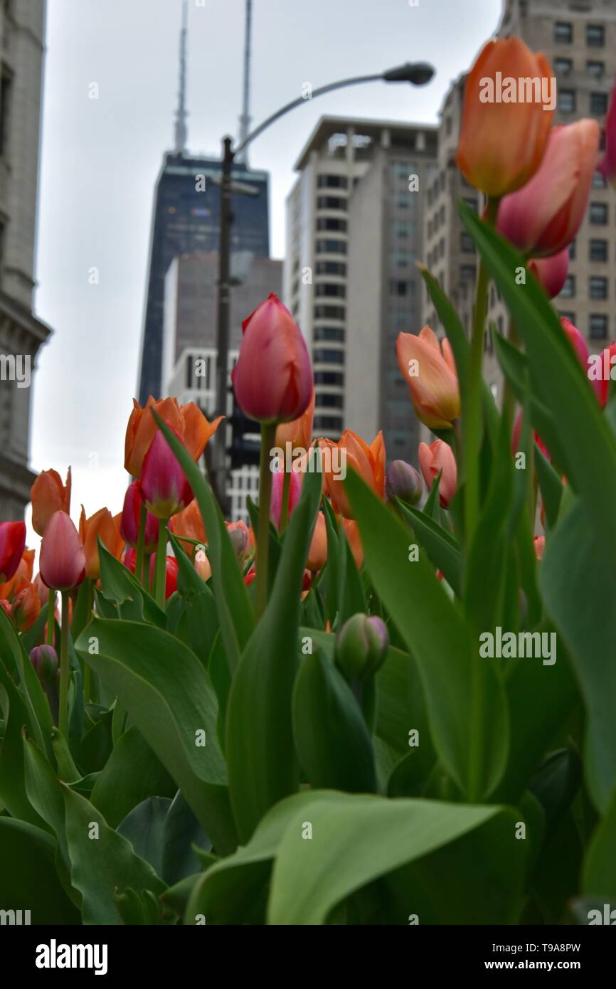 Purple tower tulip hi-res stock photography and images - Alamy