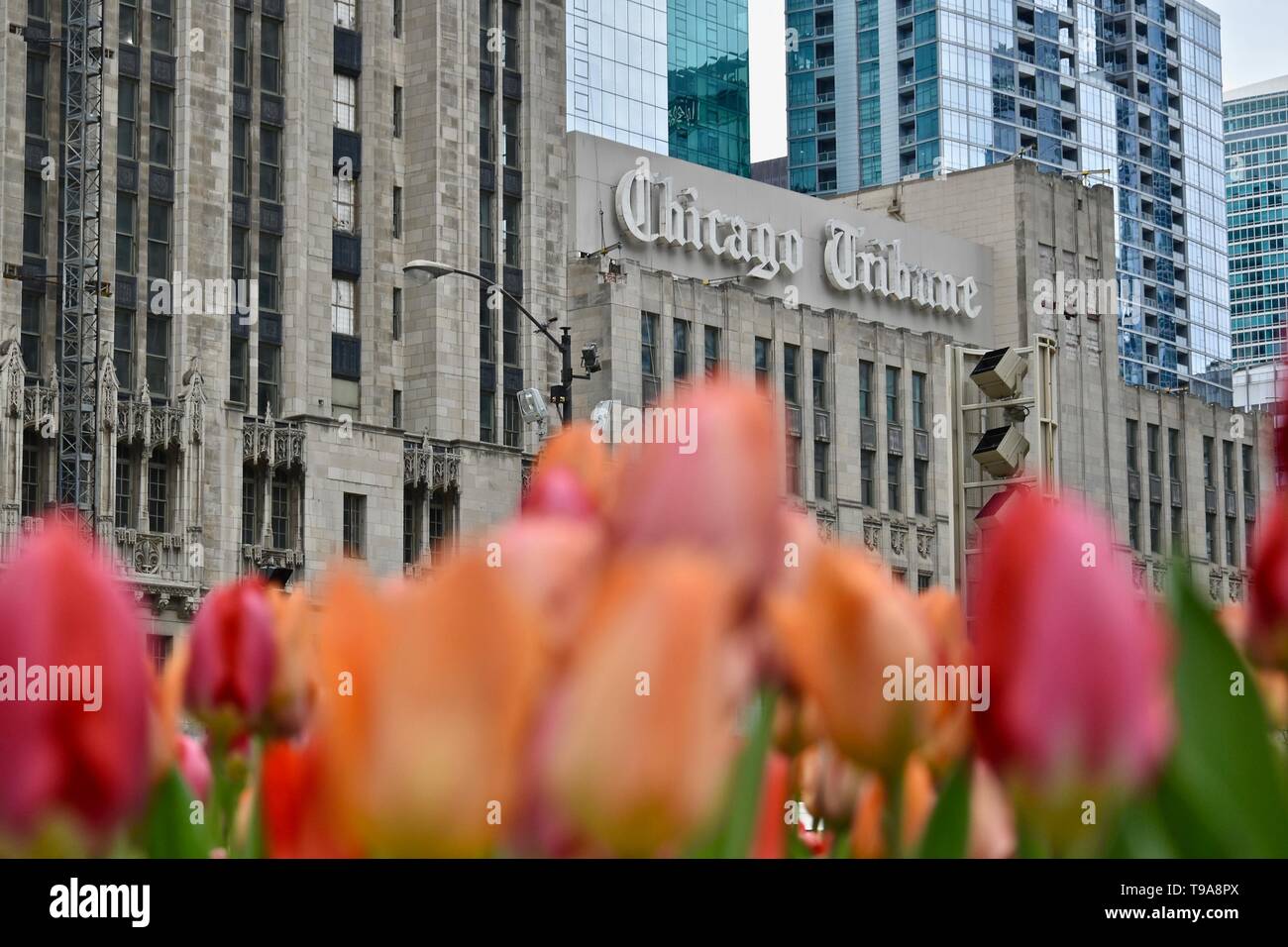 Tulips in Chicago, Illinois, USA Stock Photo - Alamy