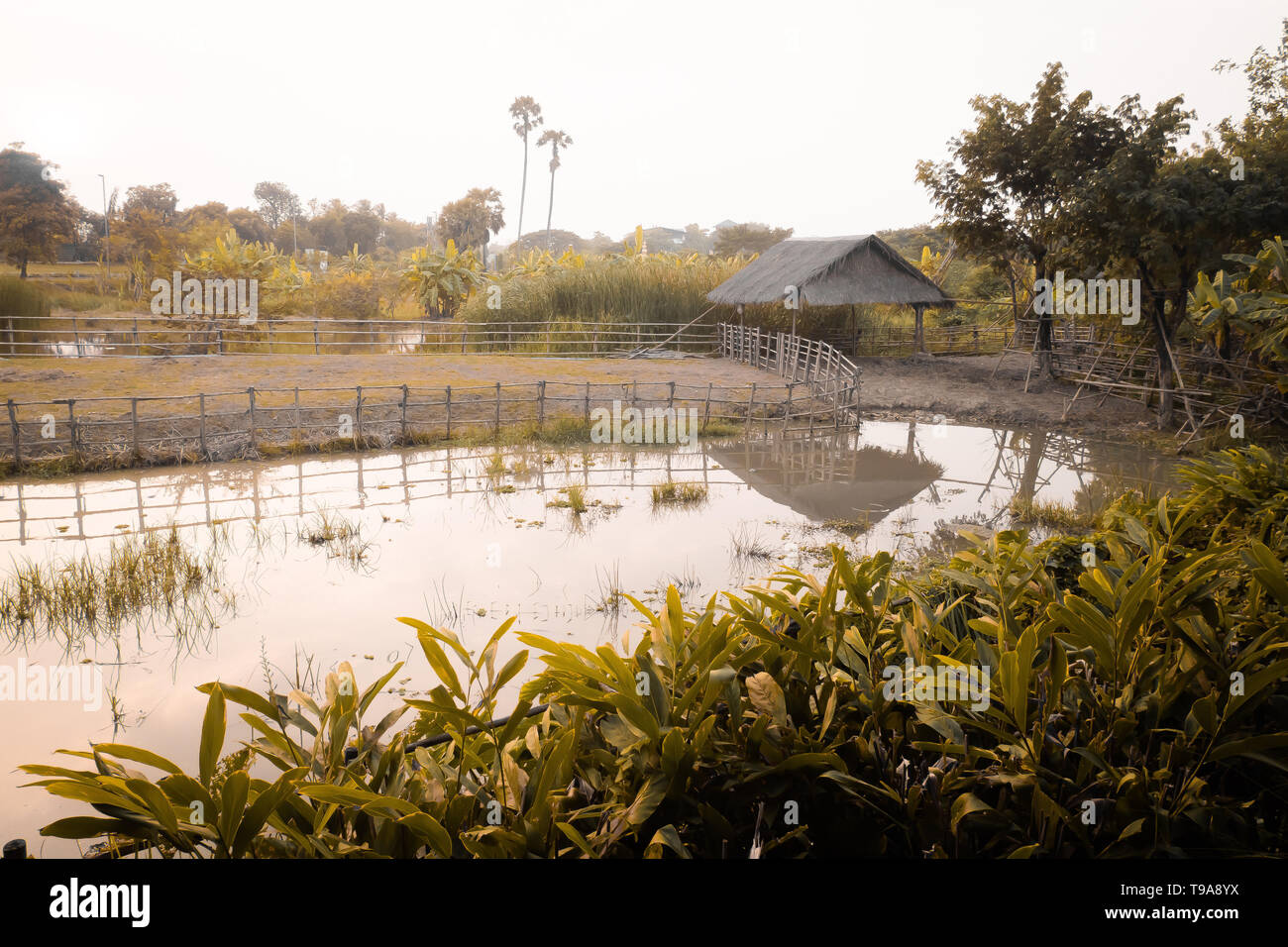 Old lifestyle cottages in Asian countryside In green fields clear sky ...