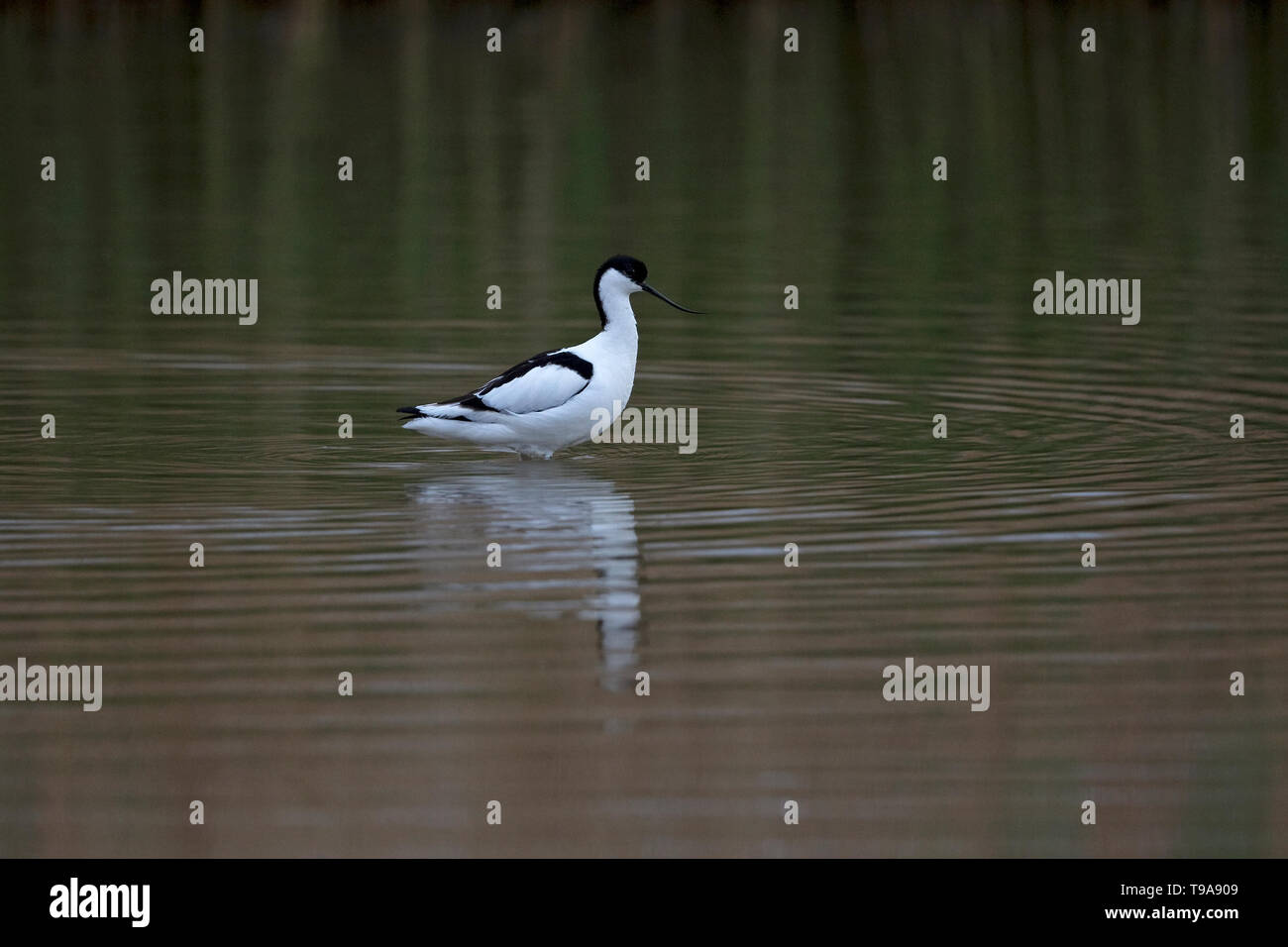 Avocet (Recurvirostra avosetta Stock Photo - Alamy