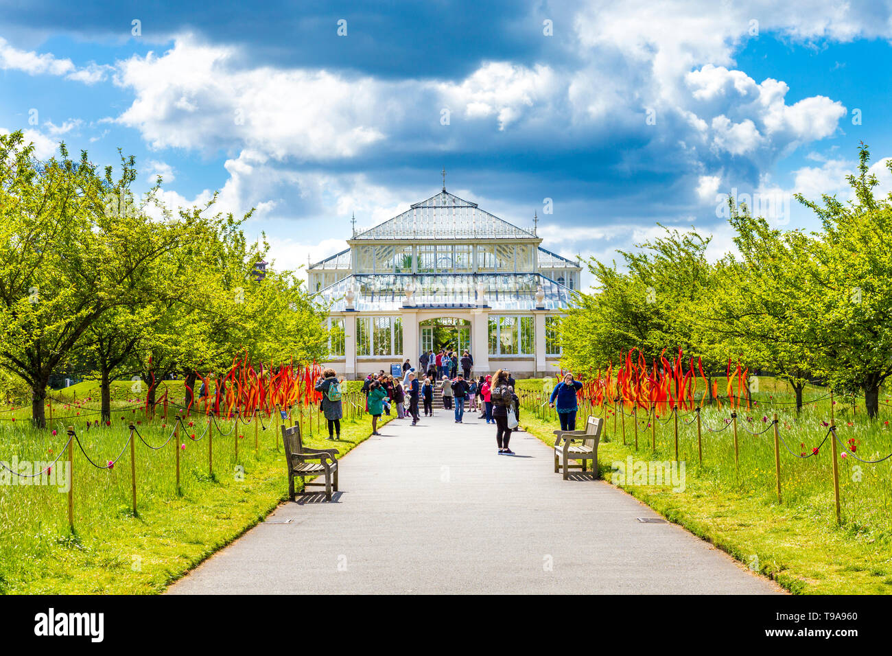 Copper birch hi-res stock photography and images - Alamy