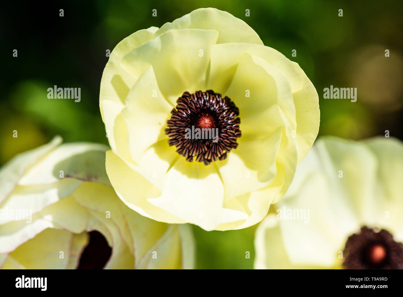 A pale yellow poppy anemone (Anemone coronaria Stock Photo - Alamy