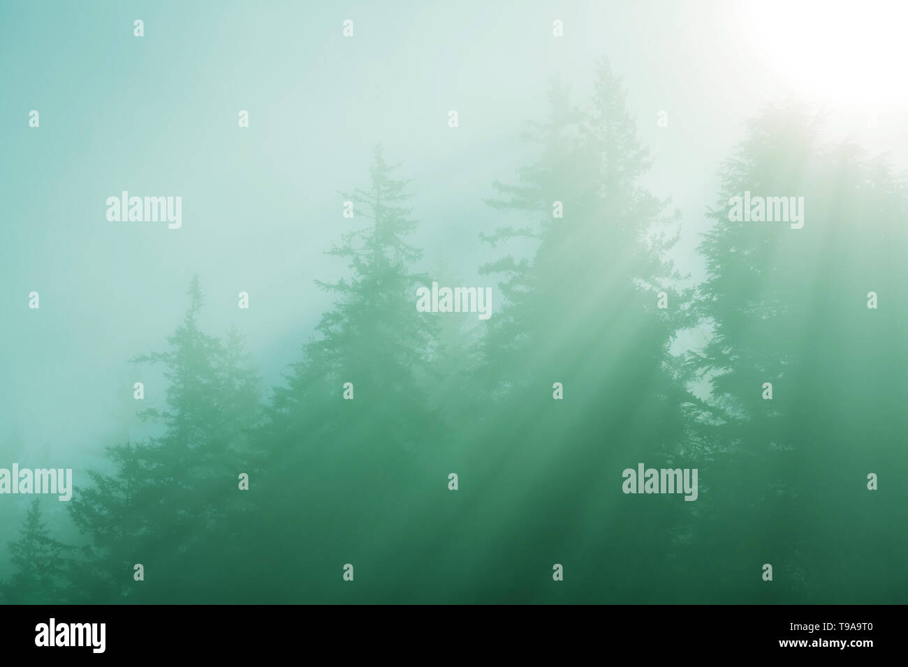 Sunny beams in forest at sunset Stock Photo - Alamy