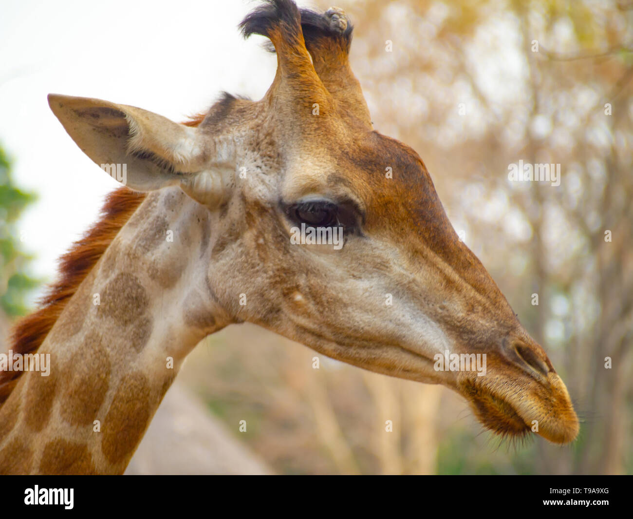 side head giraffe close up have tag on them ear can see beautiful ...