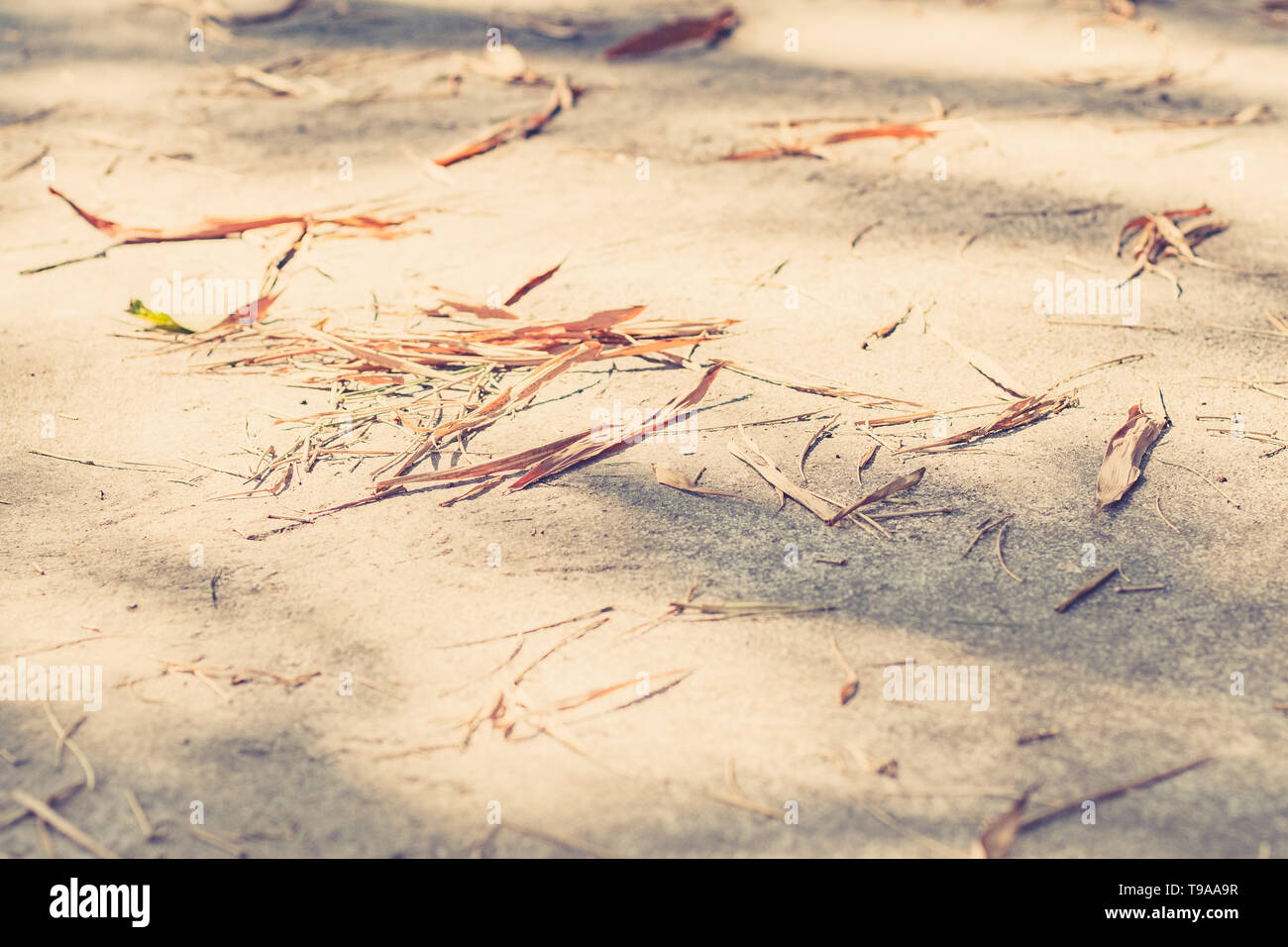 Dry bamboo leaves on the ground in a beautiful spring summer forest ...