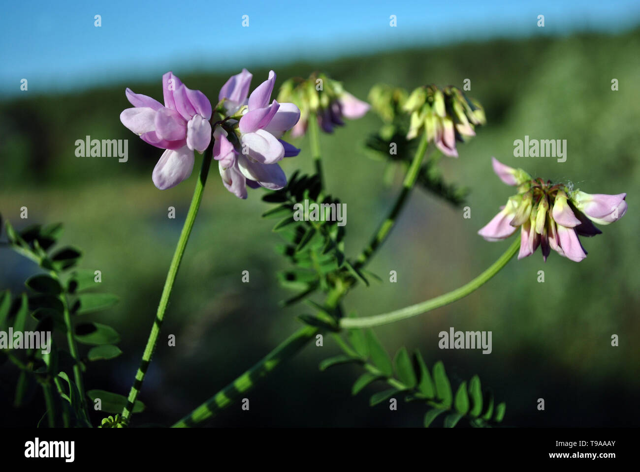 Securigera varia (Coronilla varia), purple crown vetch blooming flowers ...
