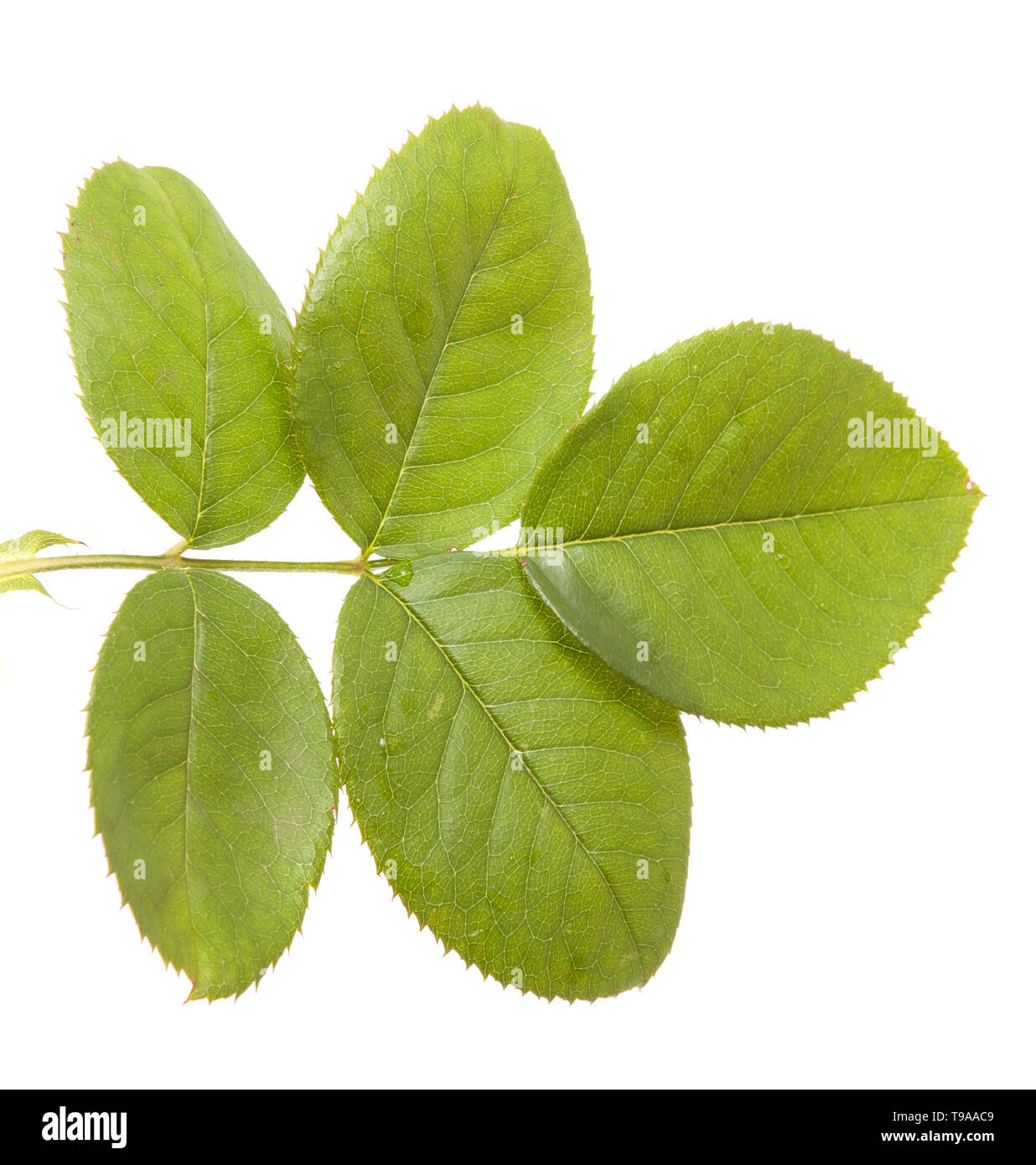 green leaf rose. Isolated on white background Stock Photo - Alamy