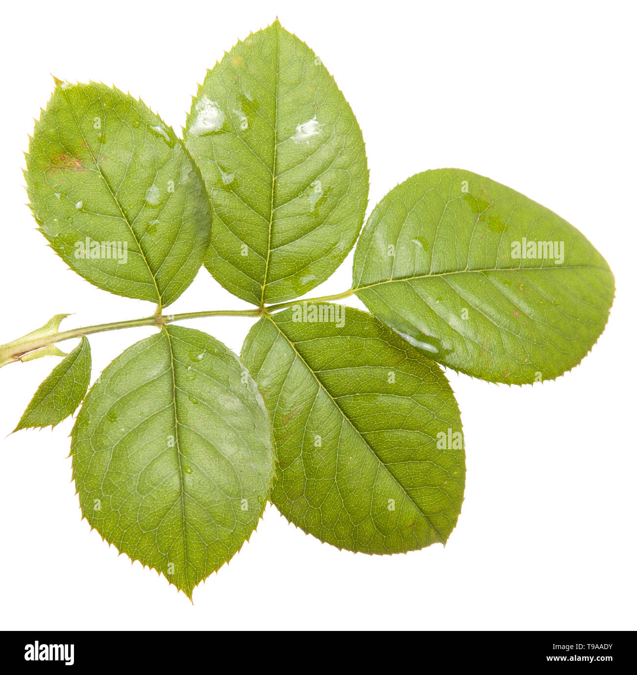green leaf rose. Isolated on white background Stock Photo - Alamy