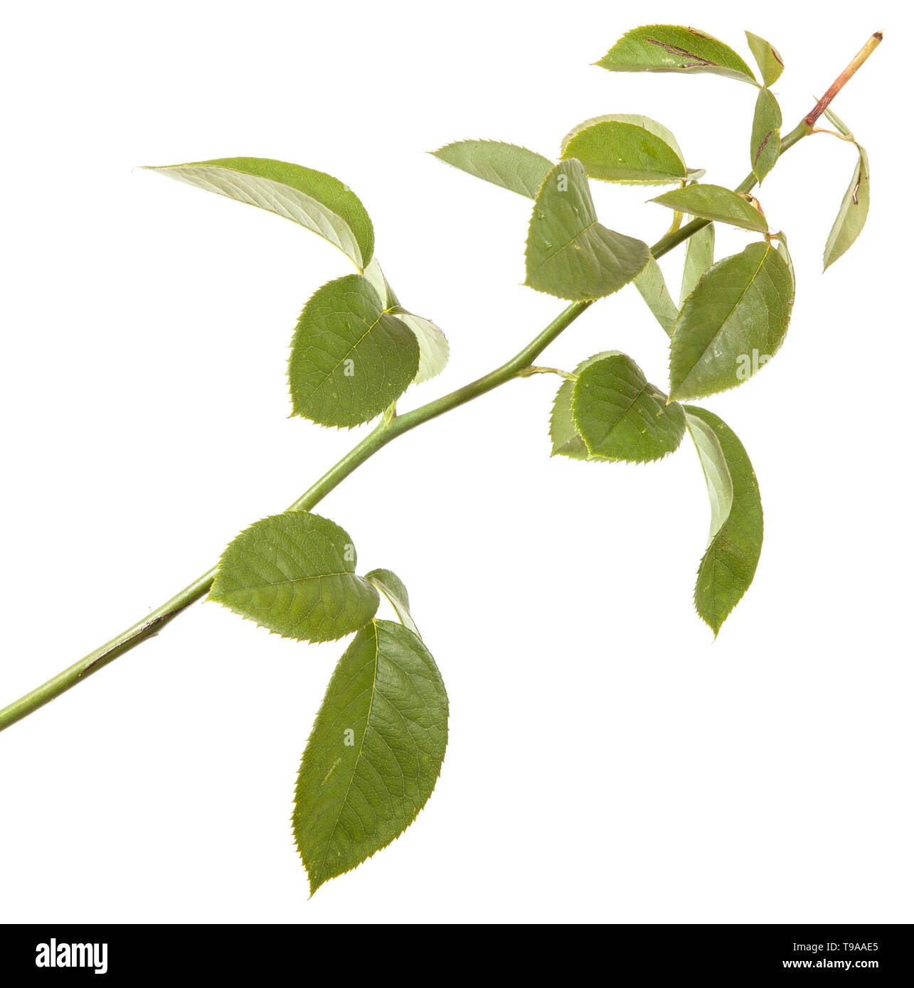 rose bush branch isolated on white background Stock Photo - Alamy