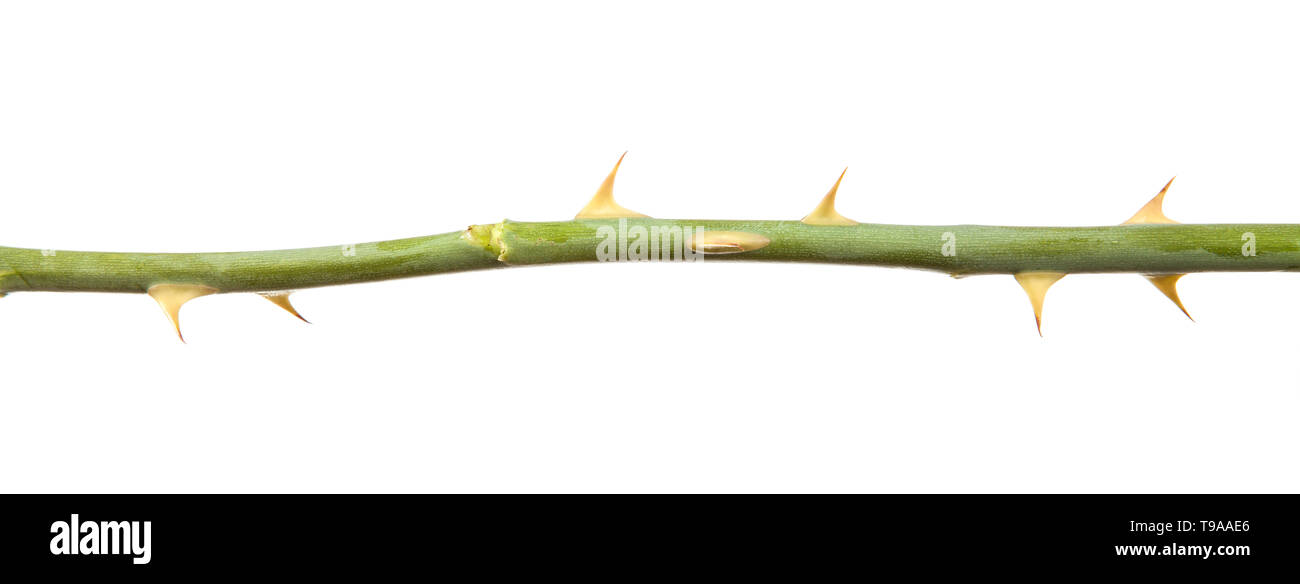 part of the stem roses with thorns. isolated on white background Stock ...