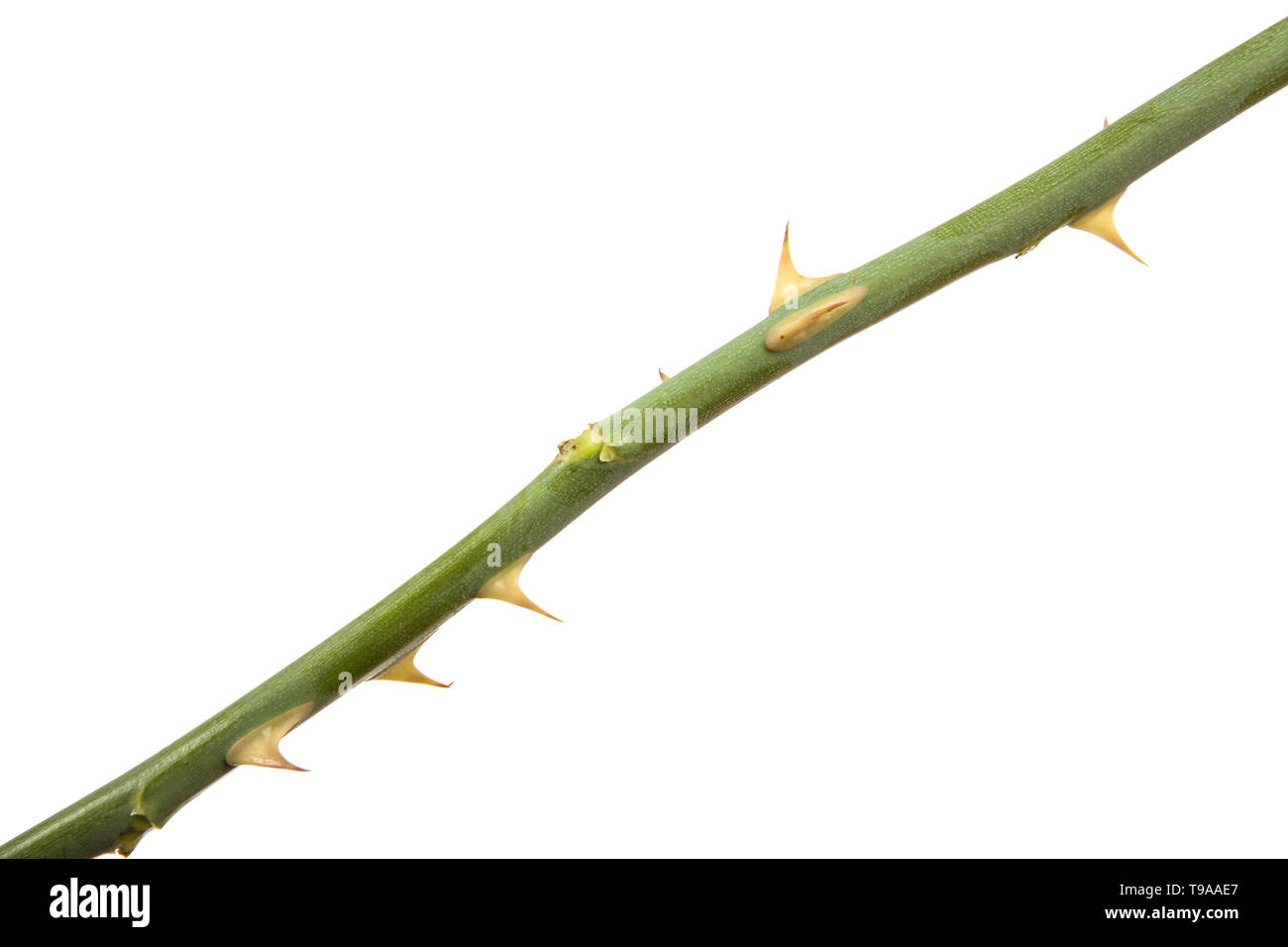 part of the stem roses with thorns. isolated on white background Stock ...