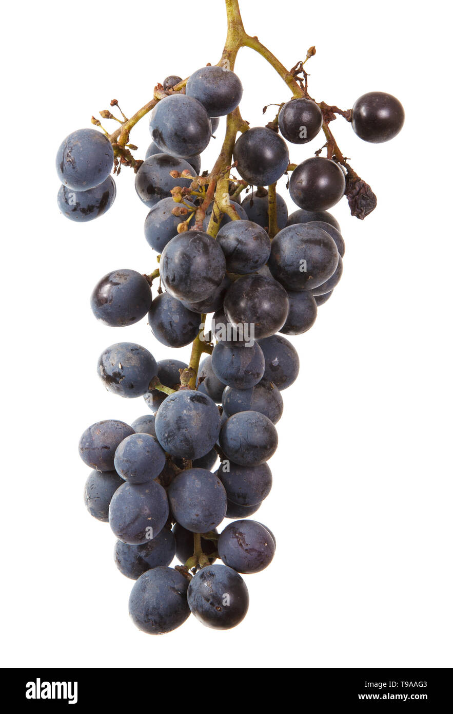dark blue grapes. Bunch isolated on white background Stock Photo - Alamy