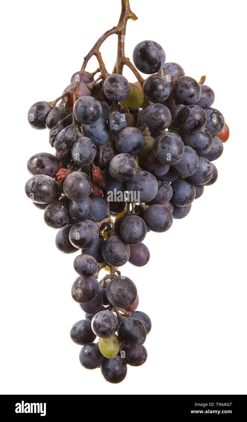 Blue Grapes