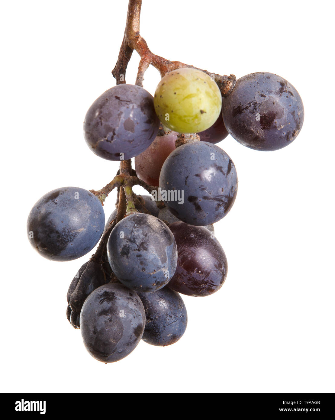 dark blue grapes. Bunch isolated on white background Stock Photo - Alamy