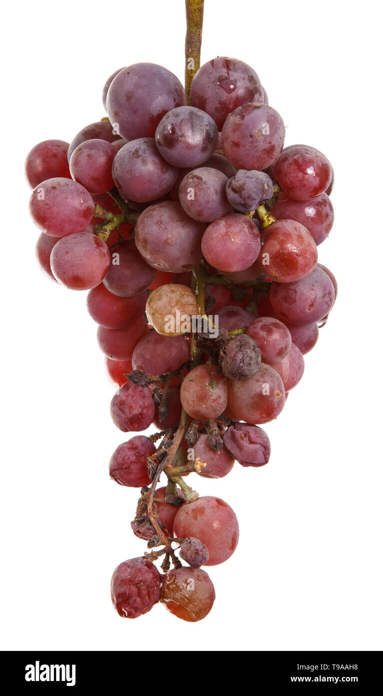 bunch of over-ripe grapes isolated on white background Stock Photo - Alamy