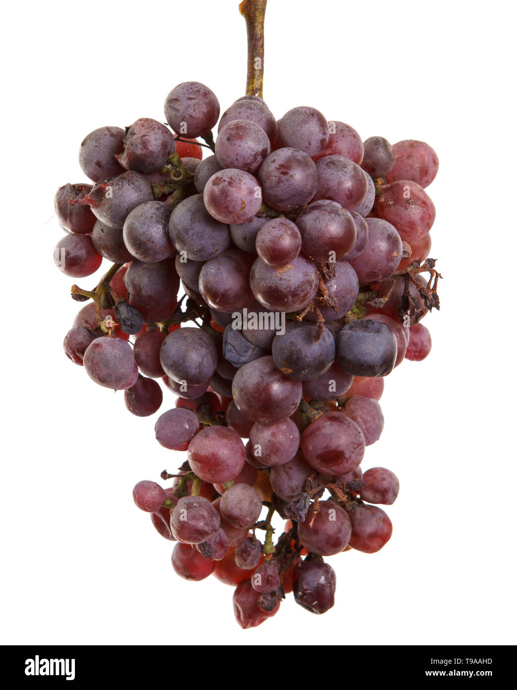 bunch of over-ripe grapes isolated on white background Stock Photo - Alamy
